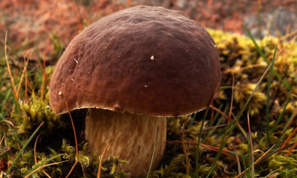 Northern Ireland Fungus Group – Learn all about fungi in Northern Ireland