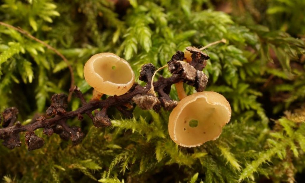 Northern Ireland Fungus Group – Learn all about fungi in Northern Ireland